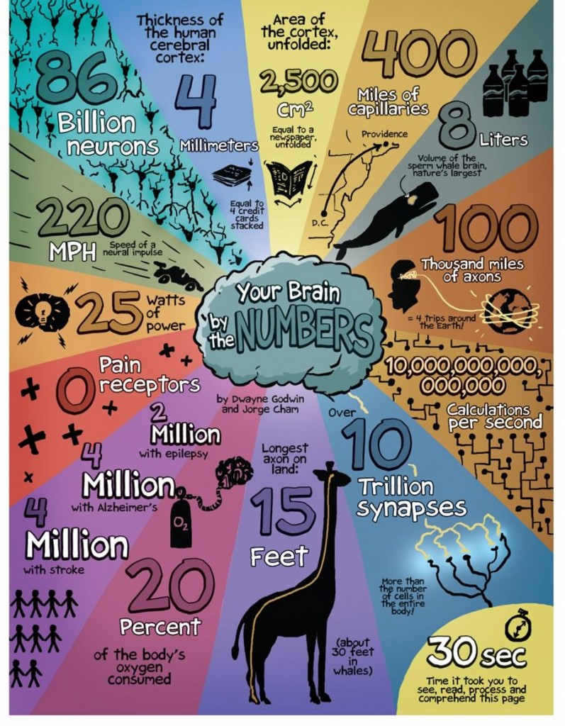 Your Brain by the Numbers [Infographic] - Techglimpse